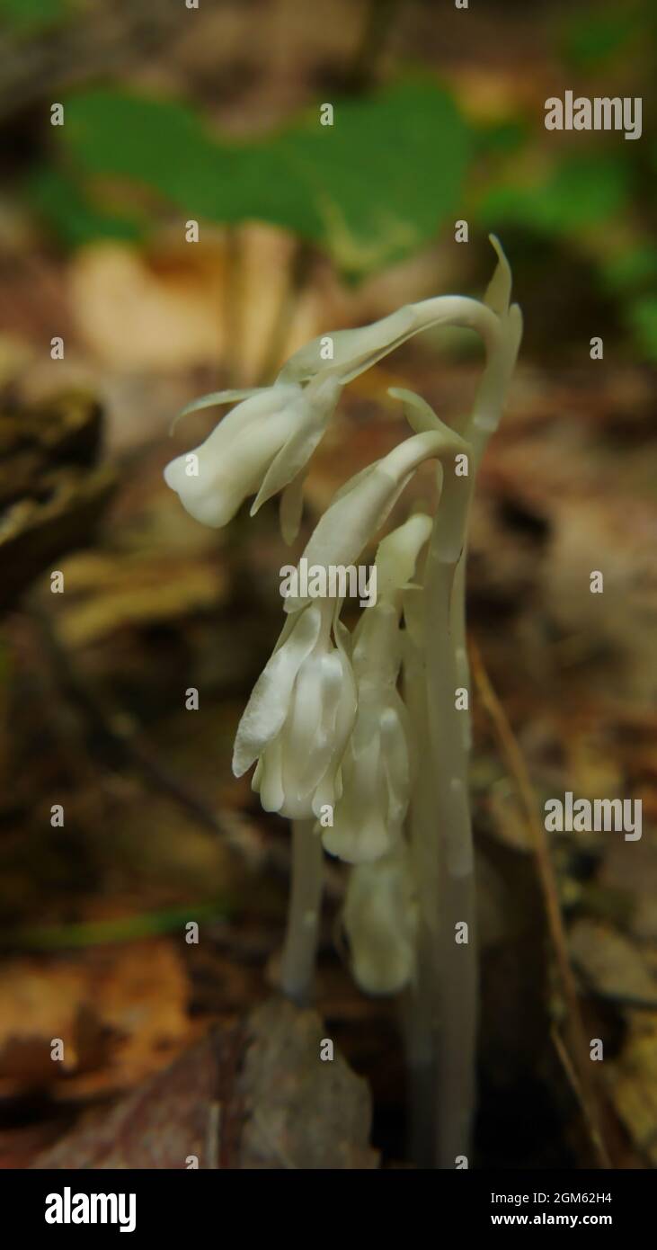 Barron Canyon Trail, Algonquin Provincial Park, Ontario, Canada. Close ...