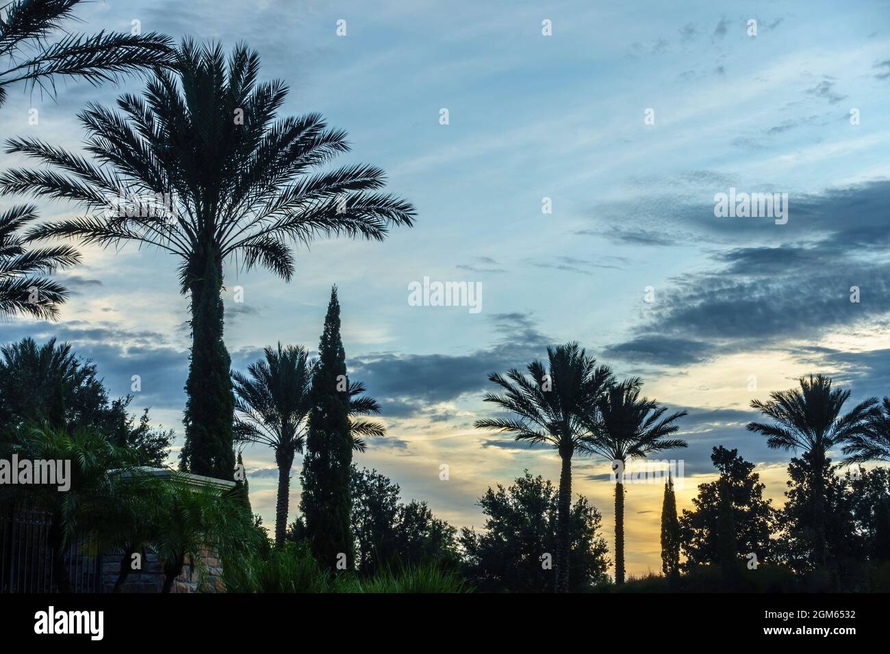 Palmetto Fronds High Resolution Stock Photography and Images - Alamy