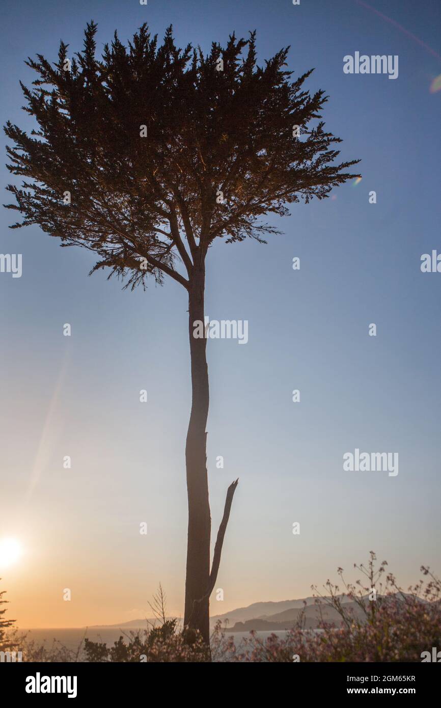 A tree with a sun setting in the background Stock Photo - Alamy