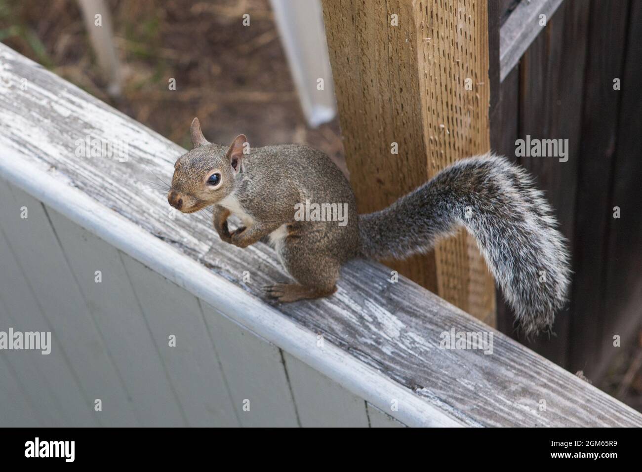Portrait of a wild squirrel exploring a backyard of a house Stock Photo ...