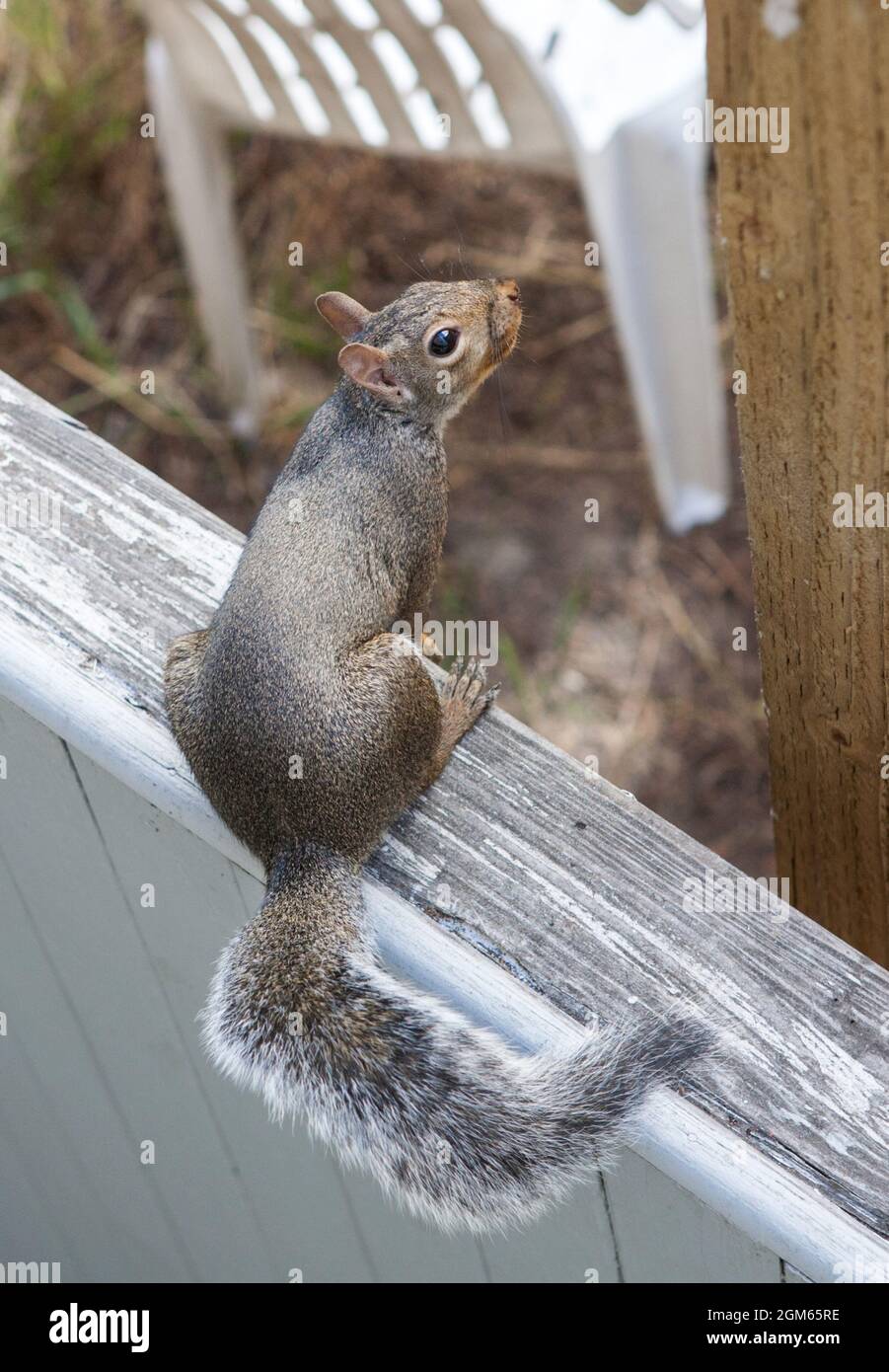 Portrait of a wild squirrel exploring a backyard of a house Stock Photo ...