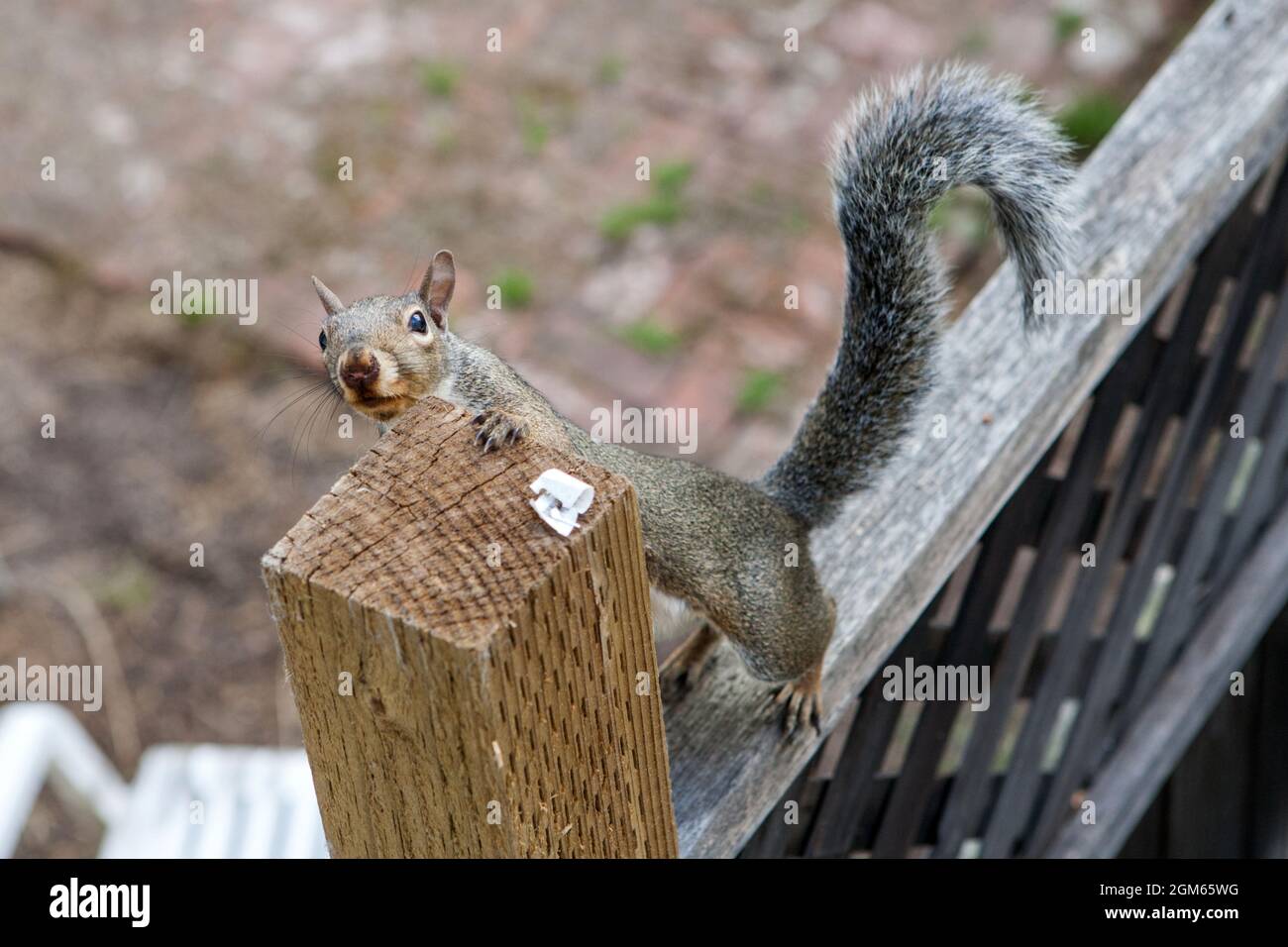 Portrait of a wild squirrel exploring a backyard of a house Stock Photo ...