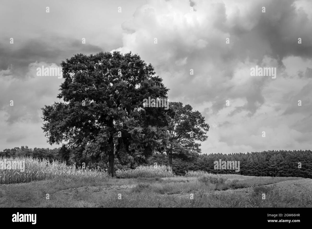 Maize field Black and White Stock Photos & Images - Alamy
