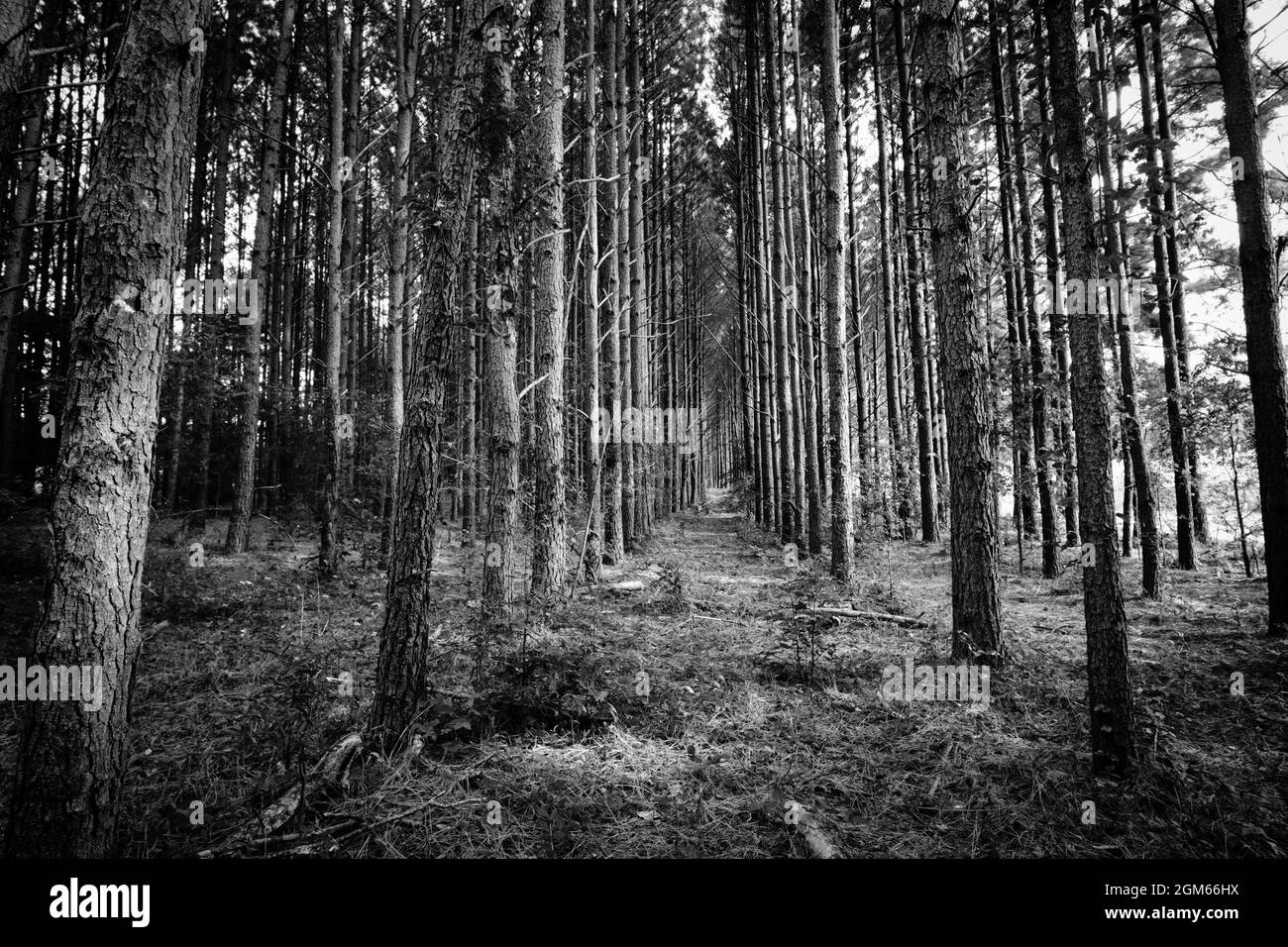 Pine forest with parallel trees. Monochrome image. with crisp focus and ...