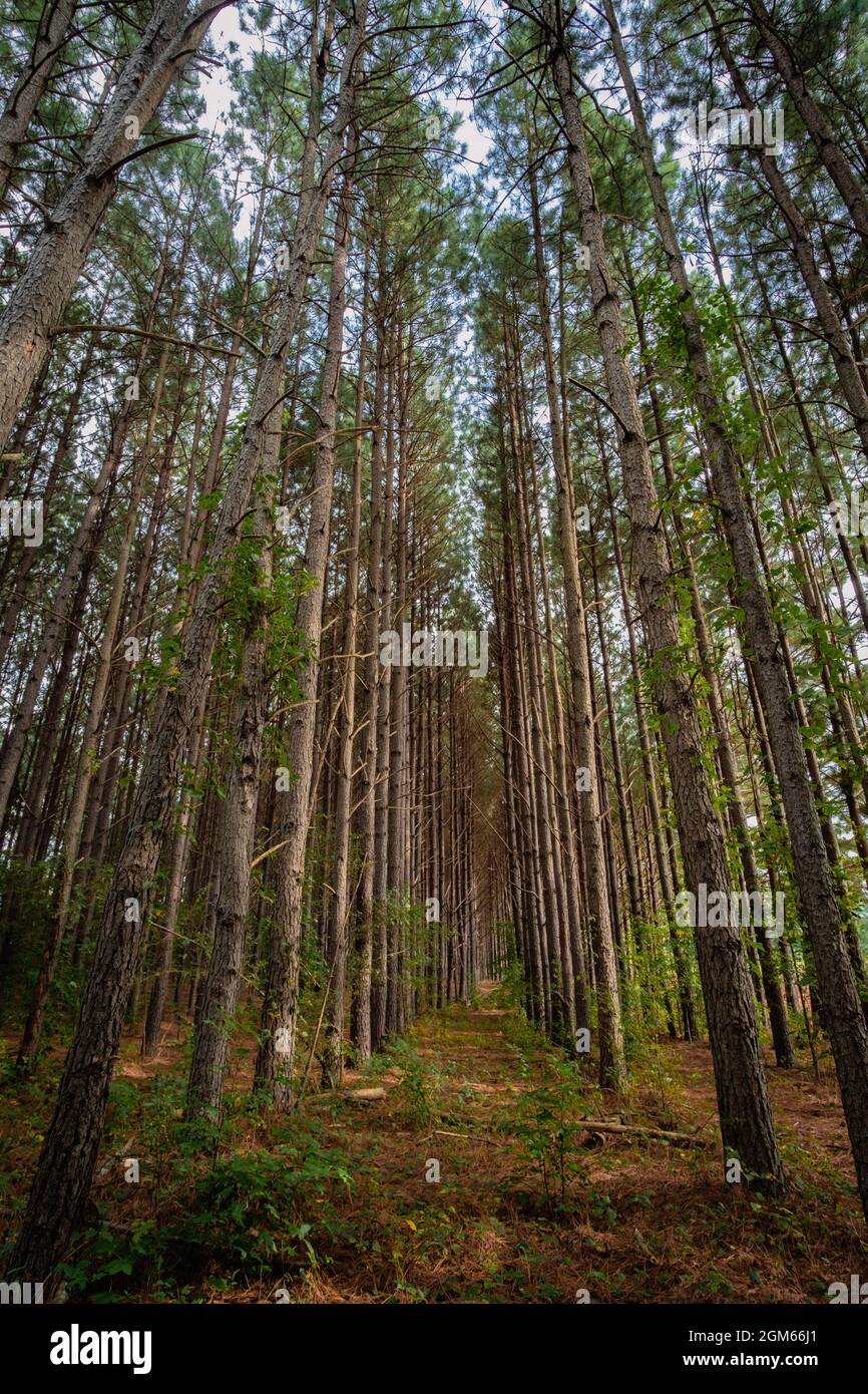 Pine forest with parallel trees. Stylized image. with crisp focus and ...