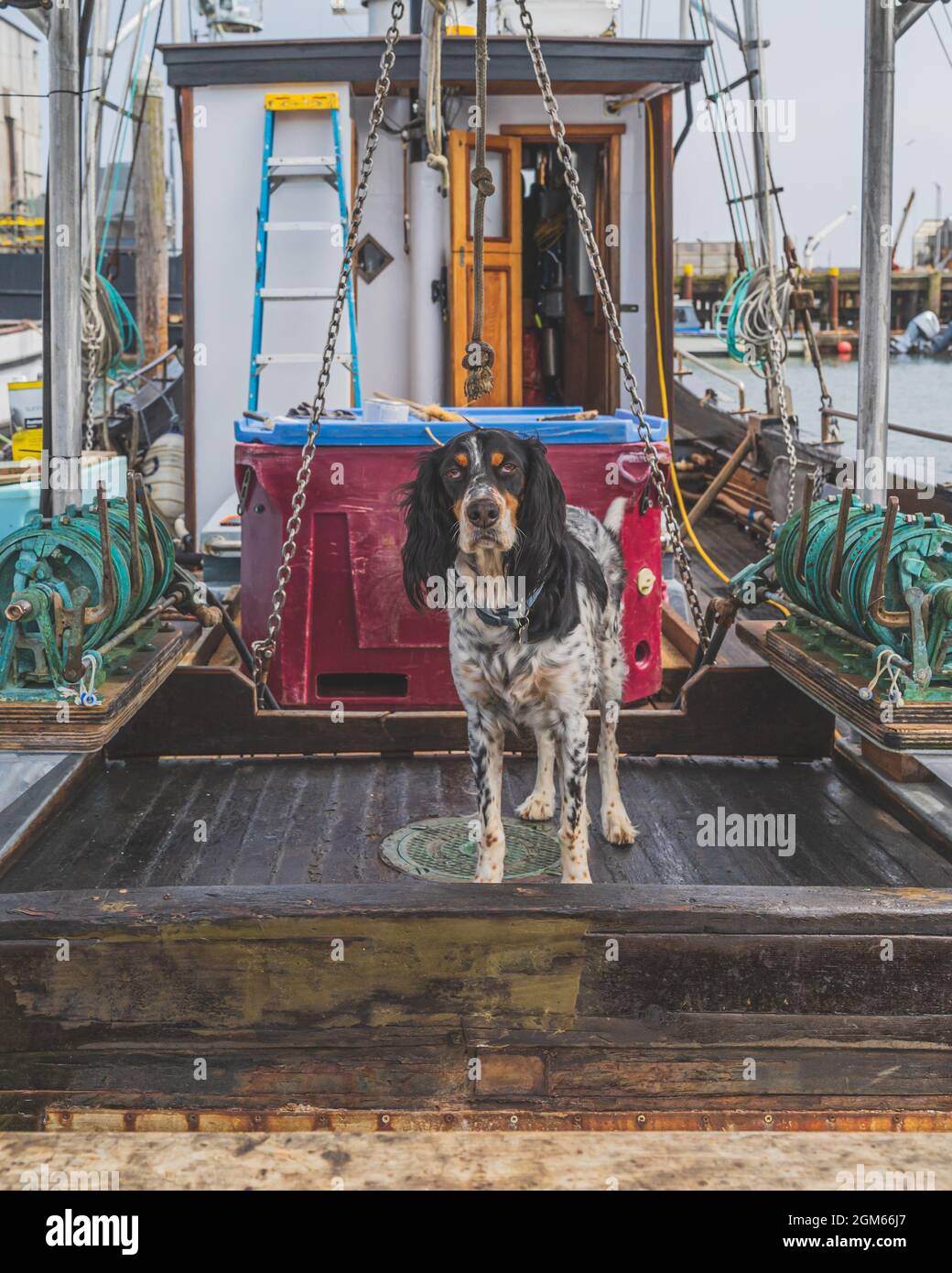 Cute Spaniel standing on the deck of a fishing trawler on foggy day ...