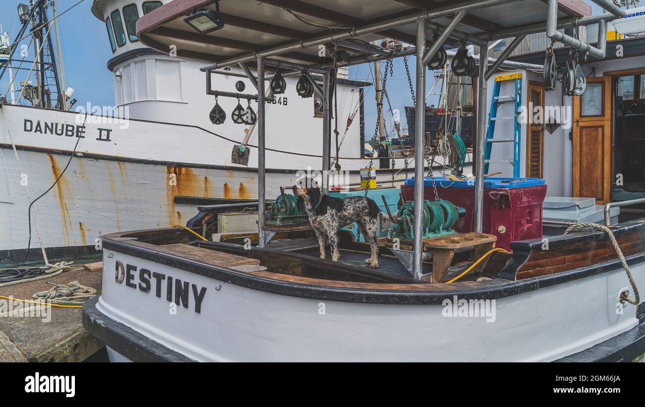 Trawler spaniel hi-res stock photography and images - Alamy