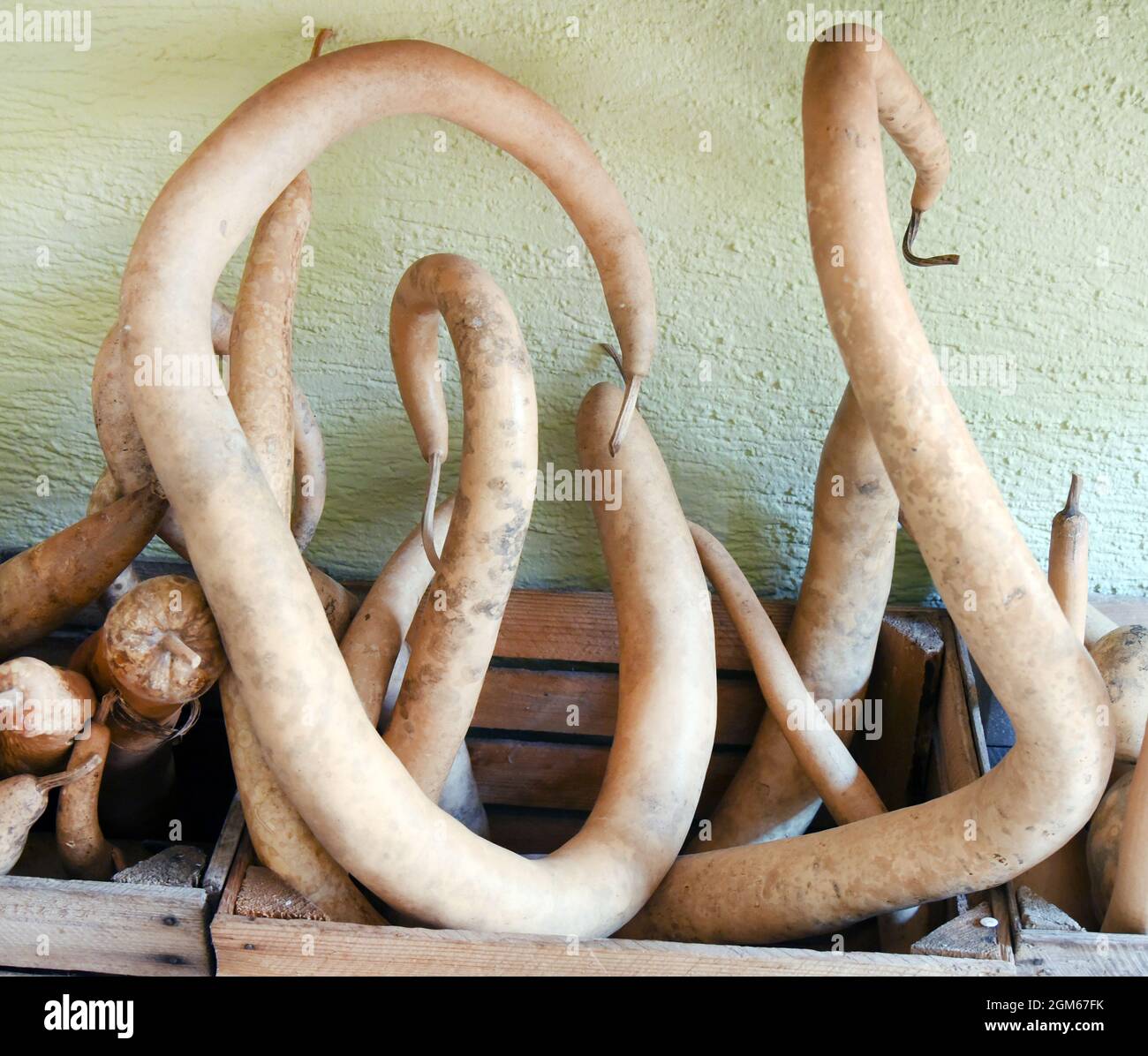 08 September 2021, Saxony, Zwethau: Andrea Schmidt presents various ...