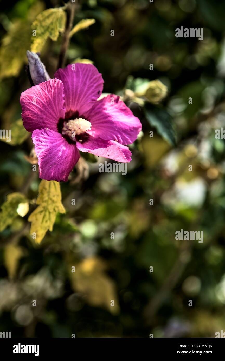 Pink and purple hibiscus in bloom seen up close Stock Photo - Alamy