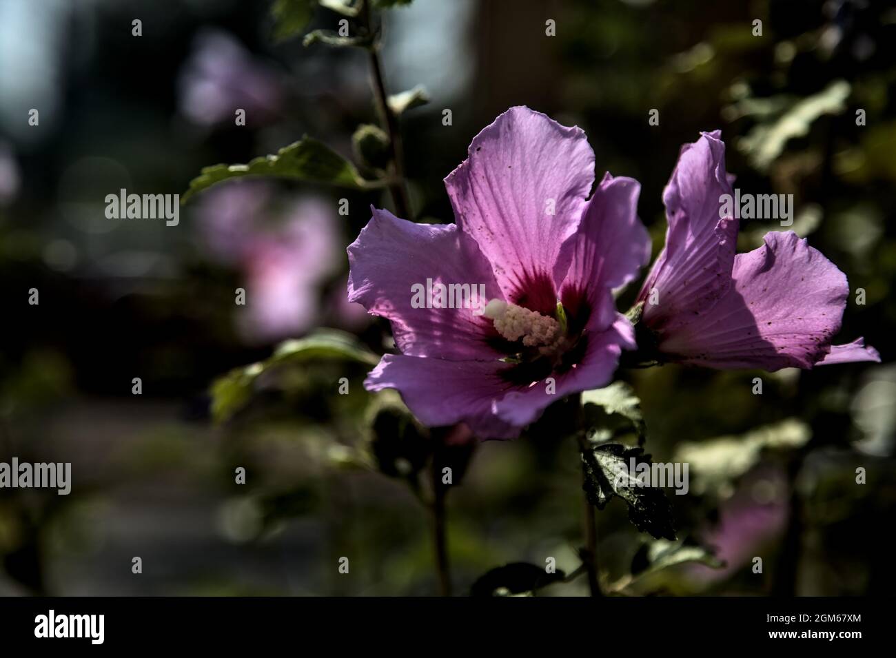 Flora botanic hi-res stock photography and images - Alamy
