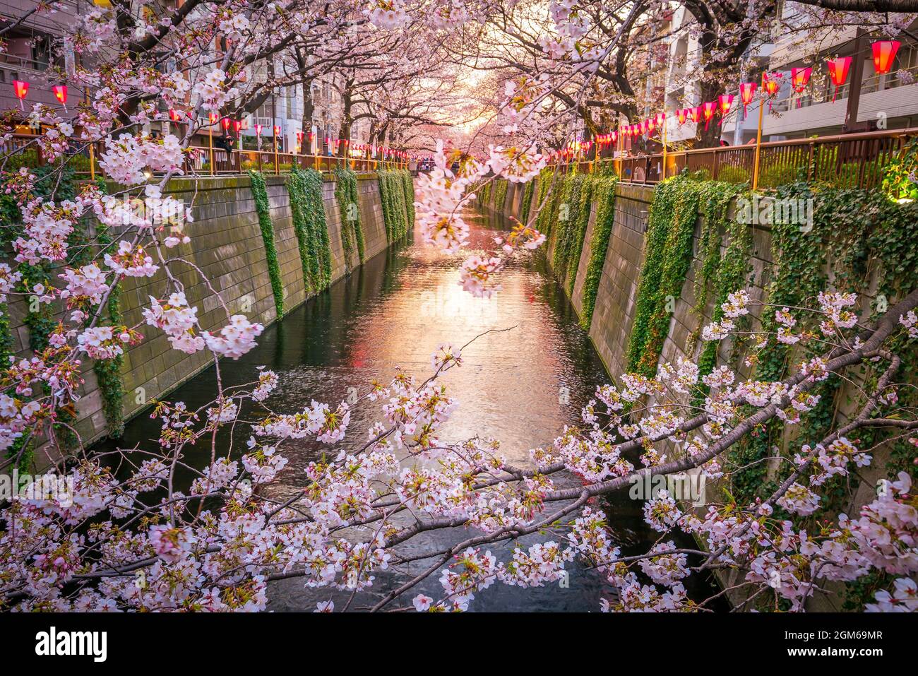 Cherry blossom at Meguro Canal in Tokyo, Japan at night Stock Photo - Alamy