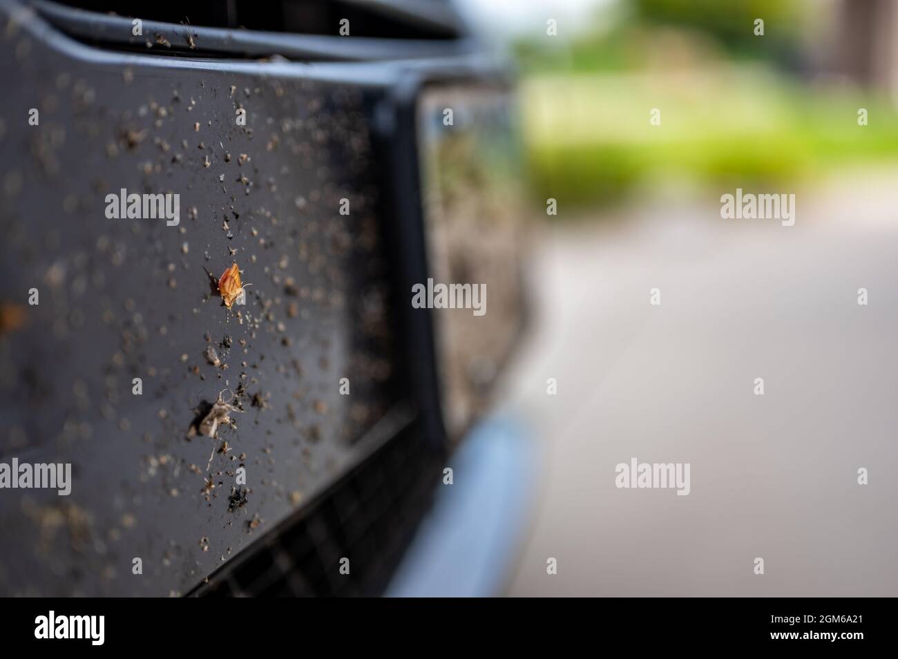 Dead splattered bugs window hi-res stock photography and images - Alamy