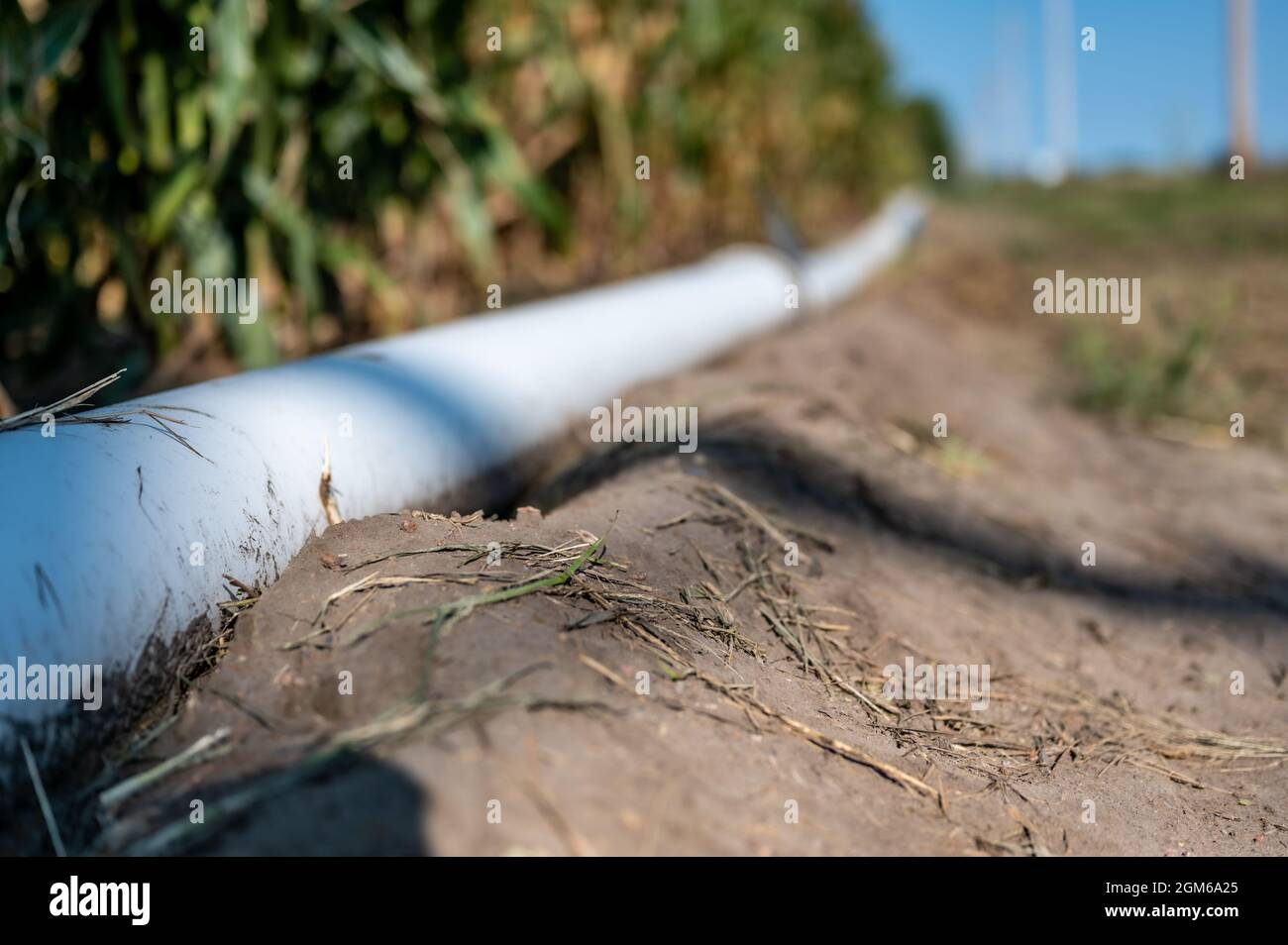 low level selective focus image of furrow irrigation in a corn field ...