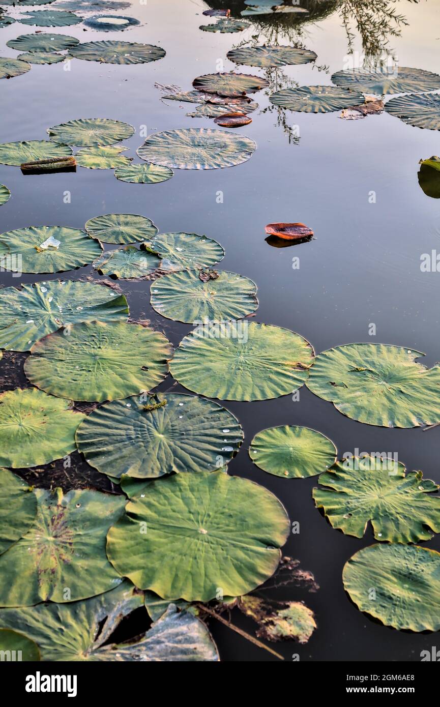 Big lotus river canal hi-res stock photography and images - Alamy