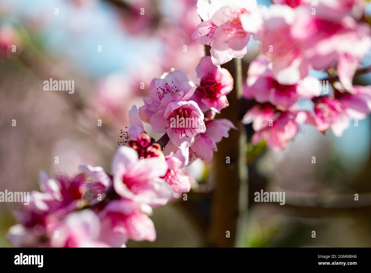 Peach flowers on bush hi-res stock photography and images - Alamy