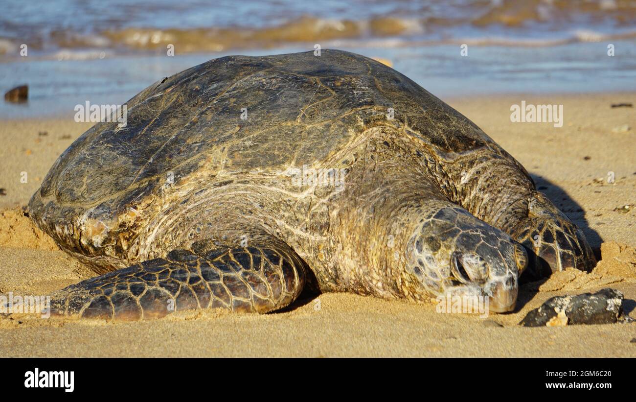 Endangered Hawaiian green sea turtle basking on the beach in Kauai ...