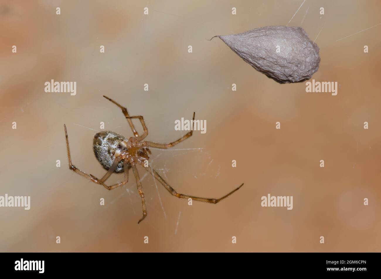 Common House Spider, Parasteatoda tepidariorum, guarding egg case Stock ...