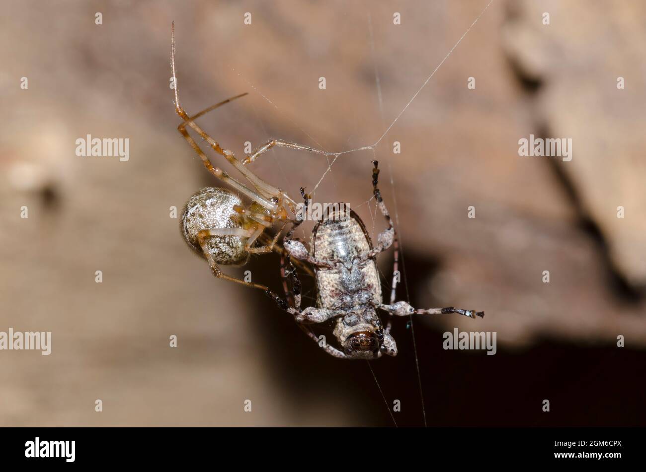 Common House Spider, Parasteatoda tepidariorum, capturing Flat-faced ...