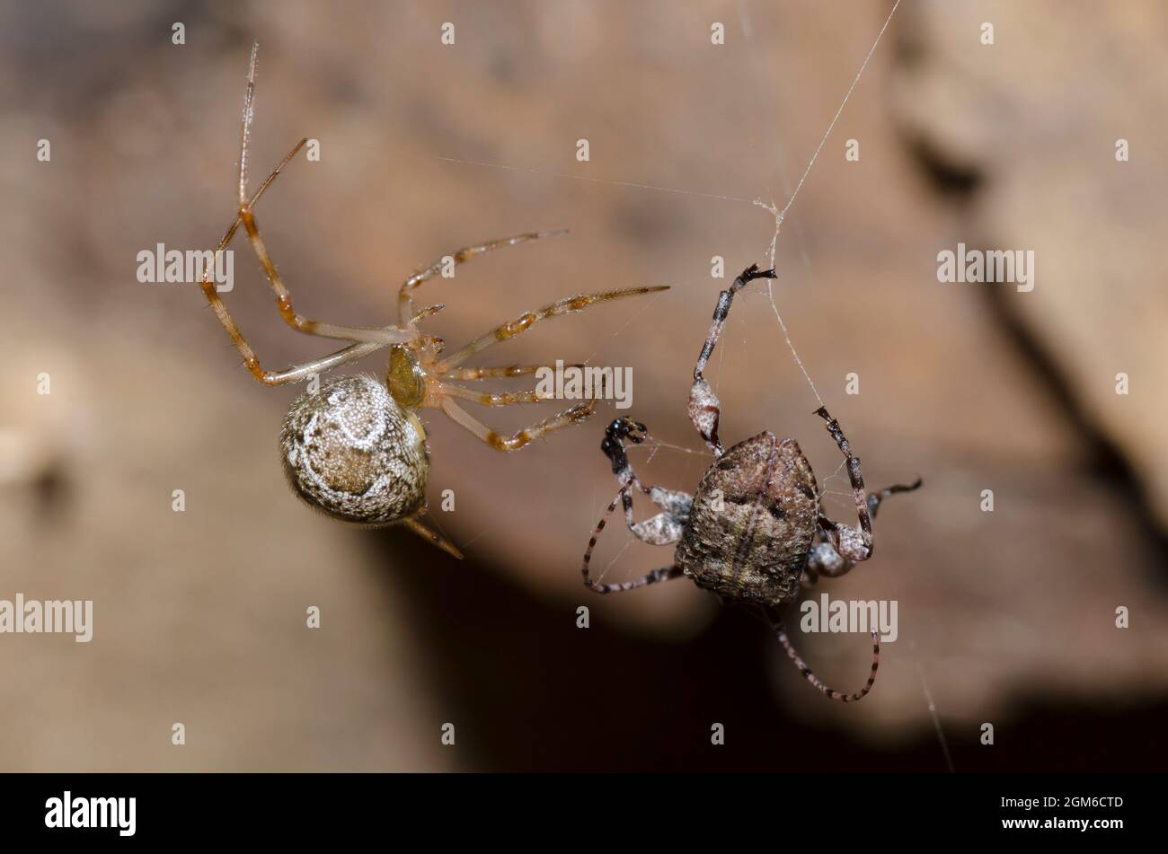 Common House Spider, Parasteatoda tepidariorum, capturing Flat-faced ...