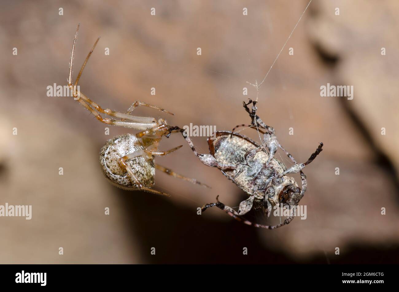 Spider beetle hi-res stock photography and images - Alamy