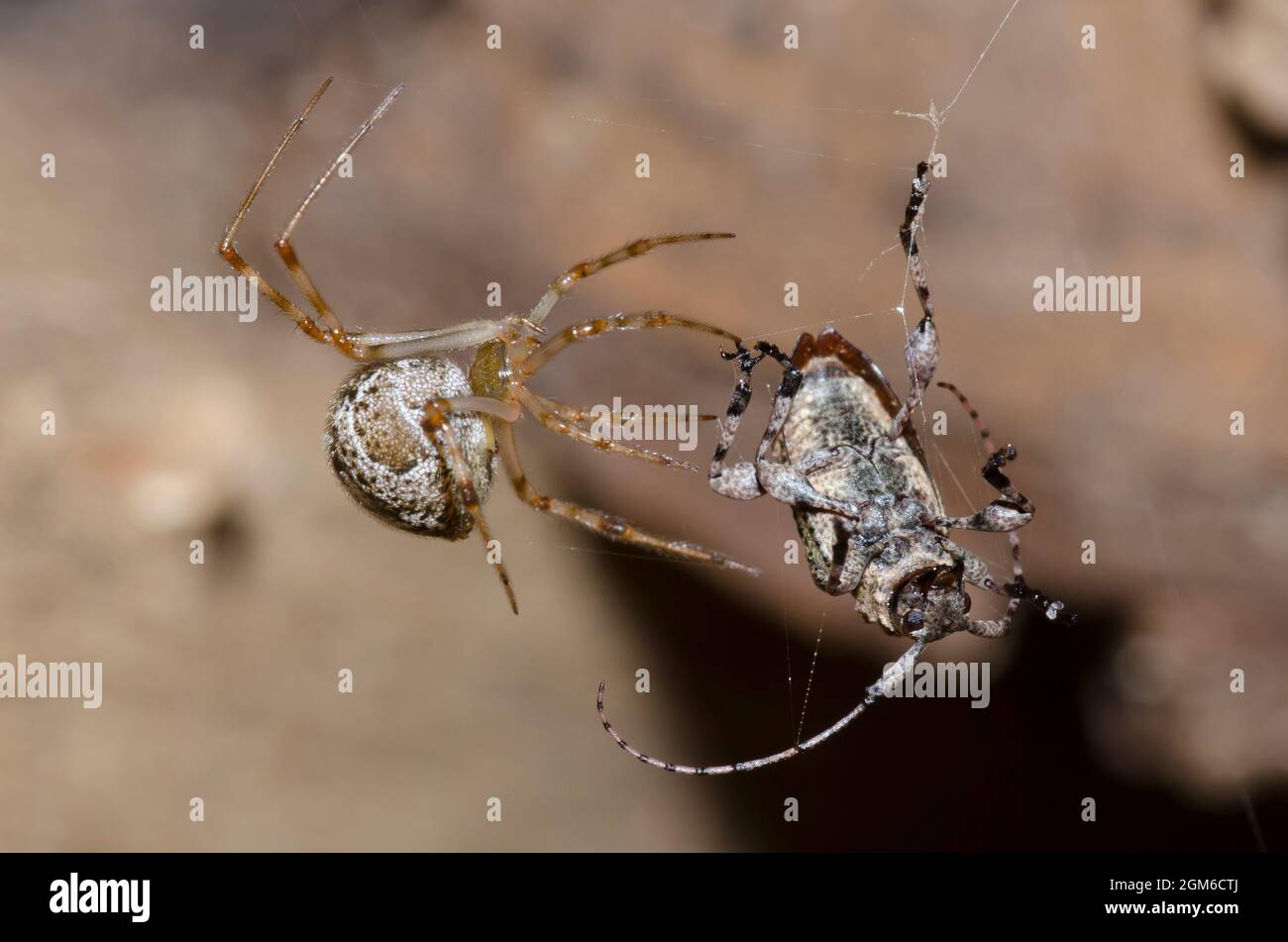 Common House Spider, Parasteatoda tepidariorum, capturing Flat-faced ...