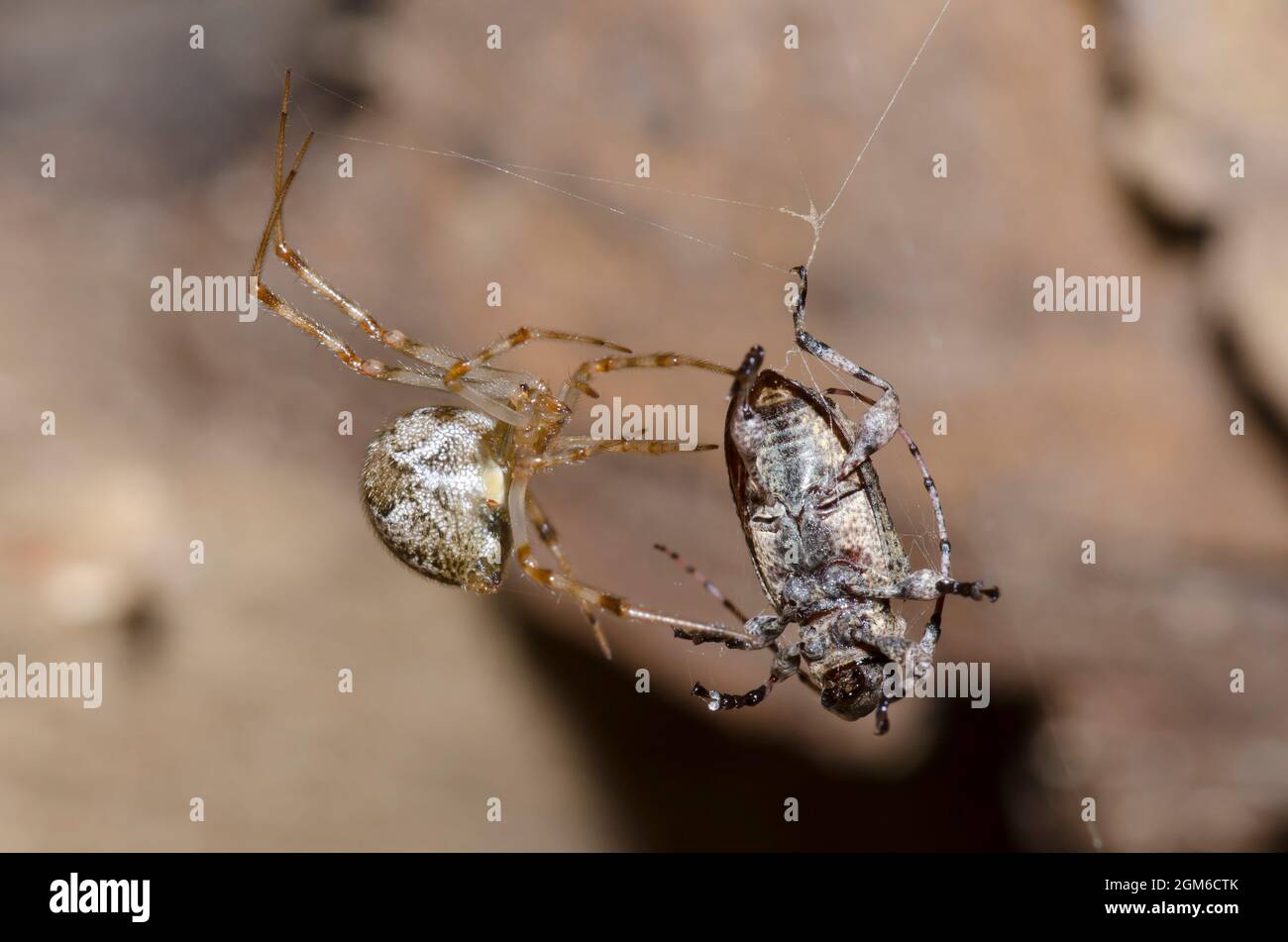 Common House Spider, Parasteatoda tepidariorum, capturing Flat-faced ...