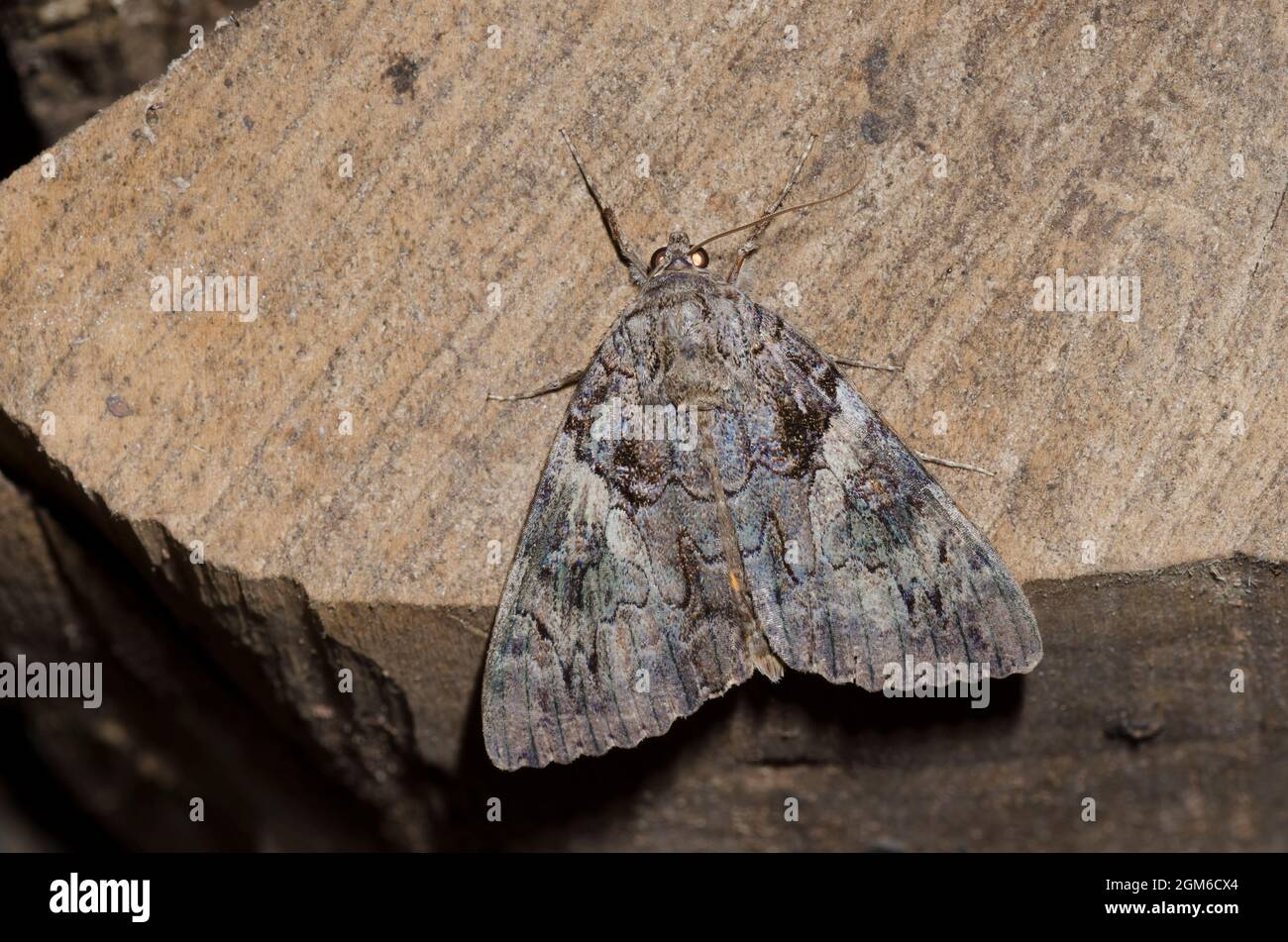 The Penitent, Catocala piatrix Stock Photo - Alamy