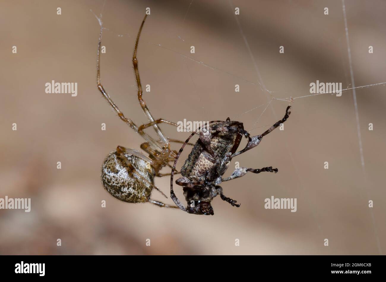 Common House Spider, Parasteatoda tepidariorum, capturing Flat-faced ...