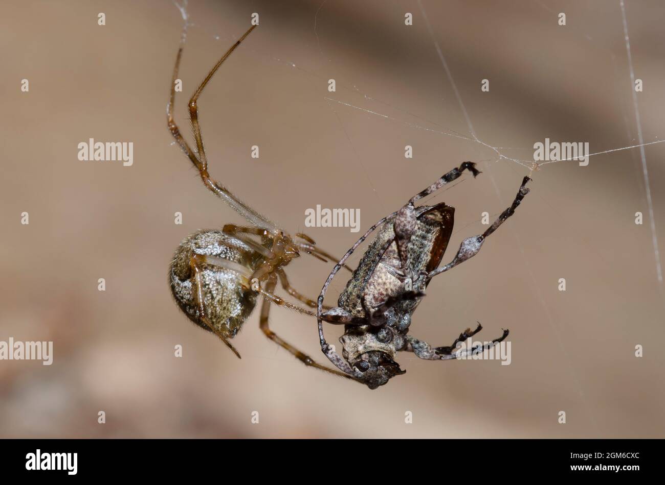 Common House Spider, Parasteatoda tepidariorum, capturing Flat-faced ...