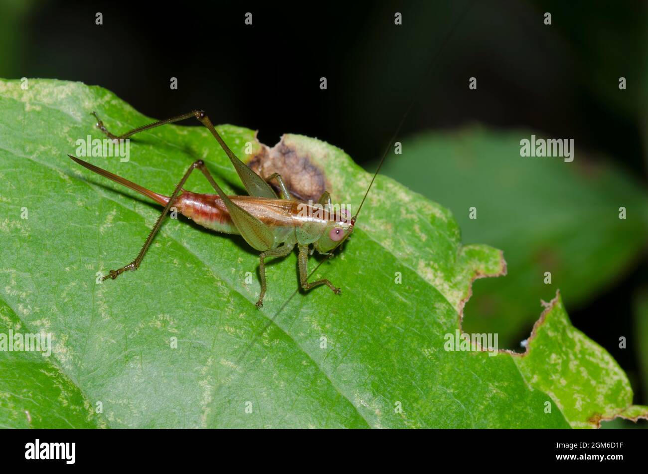 Short family hi-res stock photography and images - Alamy