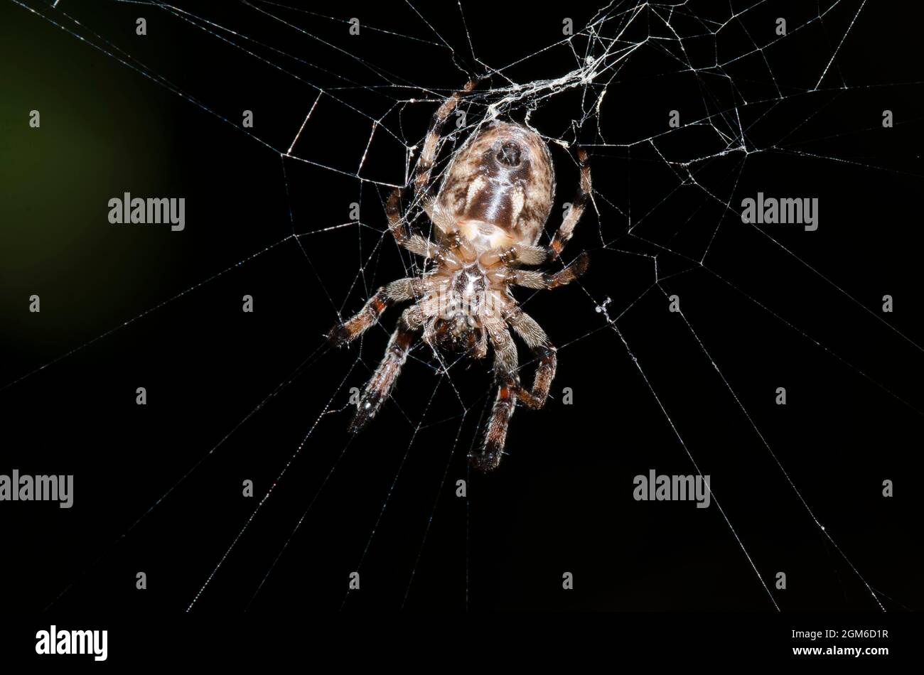 Larinioides cornutus spider araneidae hi-res stock photography and ...
