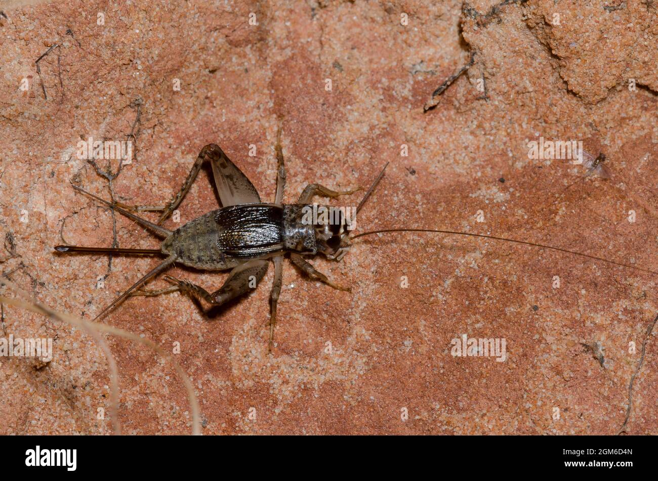 Japanese Burrowing Cricket, Velarifictorus micado, female Stock Photo ...