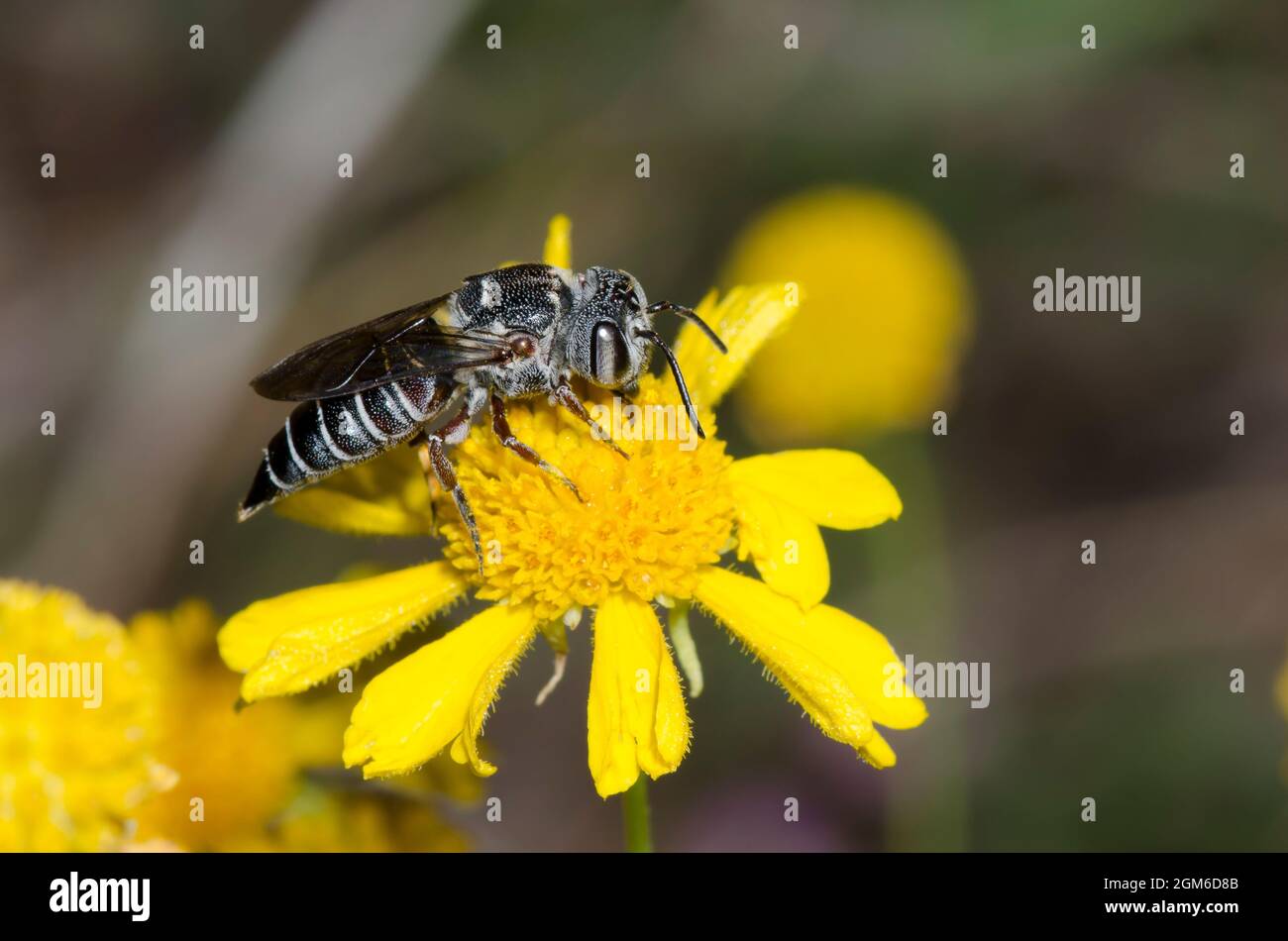 Cuckoo flower leaf hi-res stock photography and images - Alamy