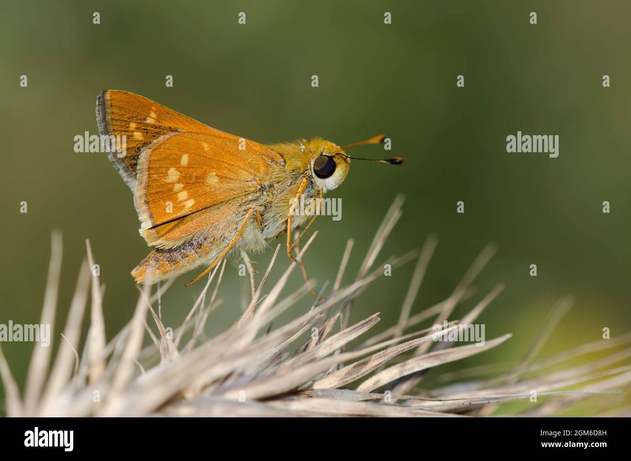 Leonard’s Skipper, Hesperia leonardus, male Stock Photo - Alamy