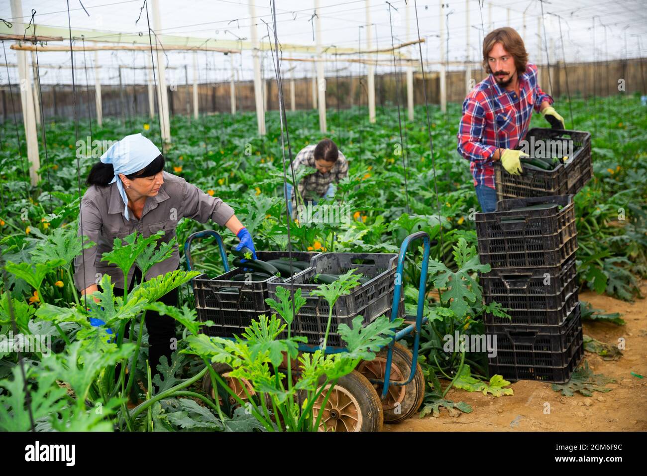 woman and man harvesting crops in greenhouse Stock Photo - Alamy