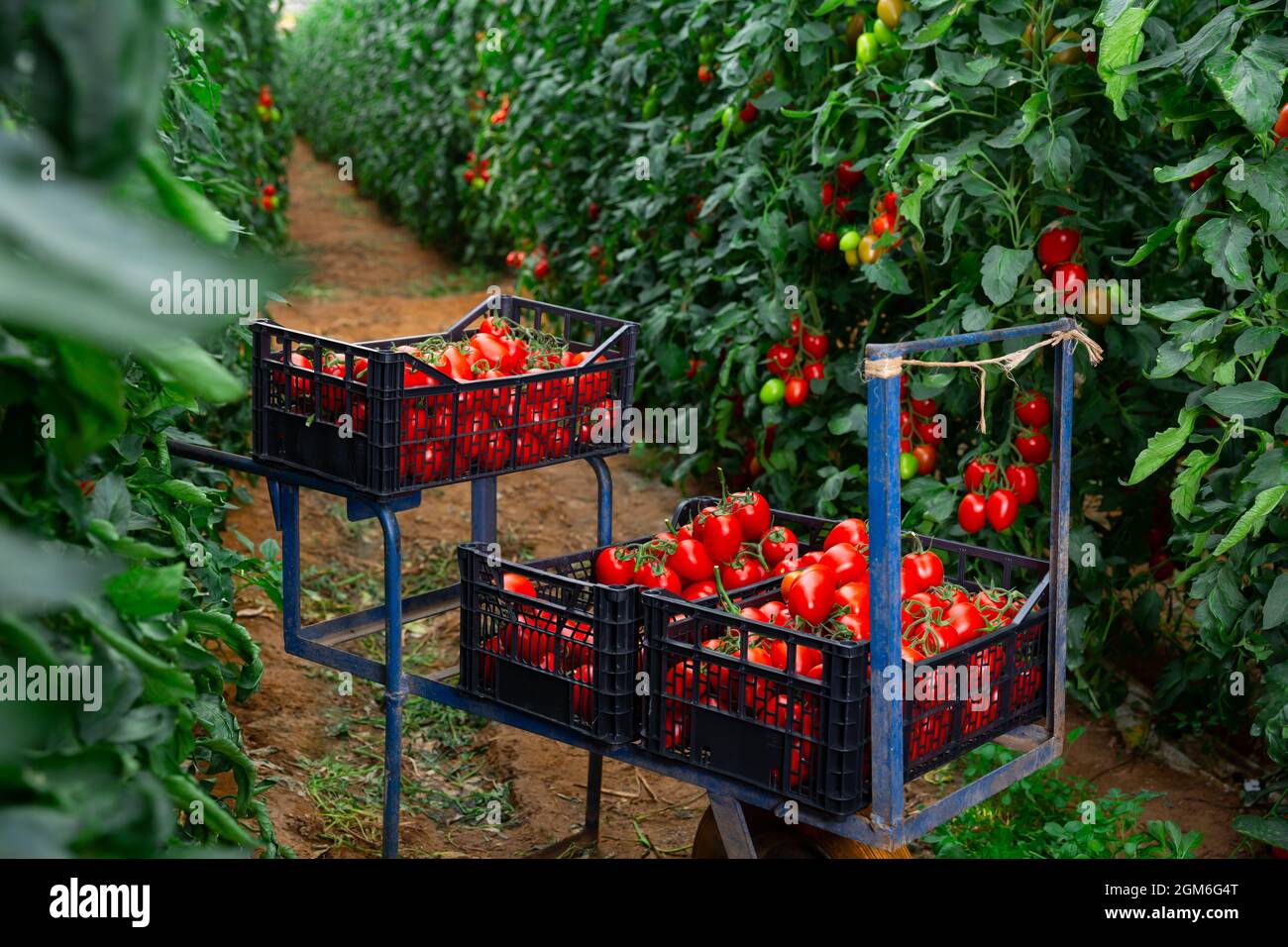 Plastic boxes with harvested red tomatoes in greenhouse Stock Photo - Alamy