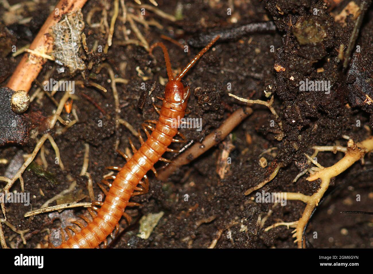 Soil centipede (Geophilomorpha Stock Photo - Alamy