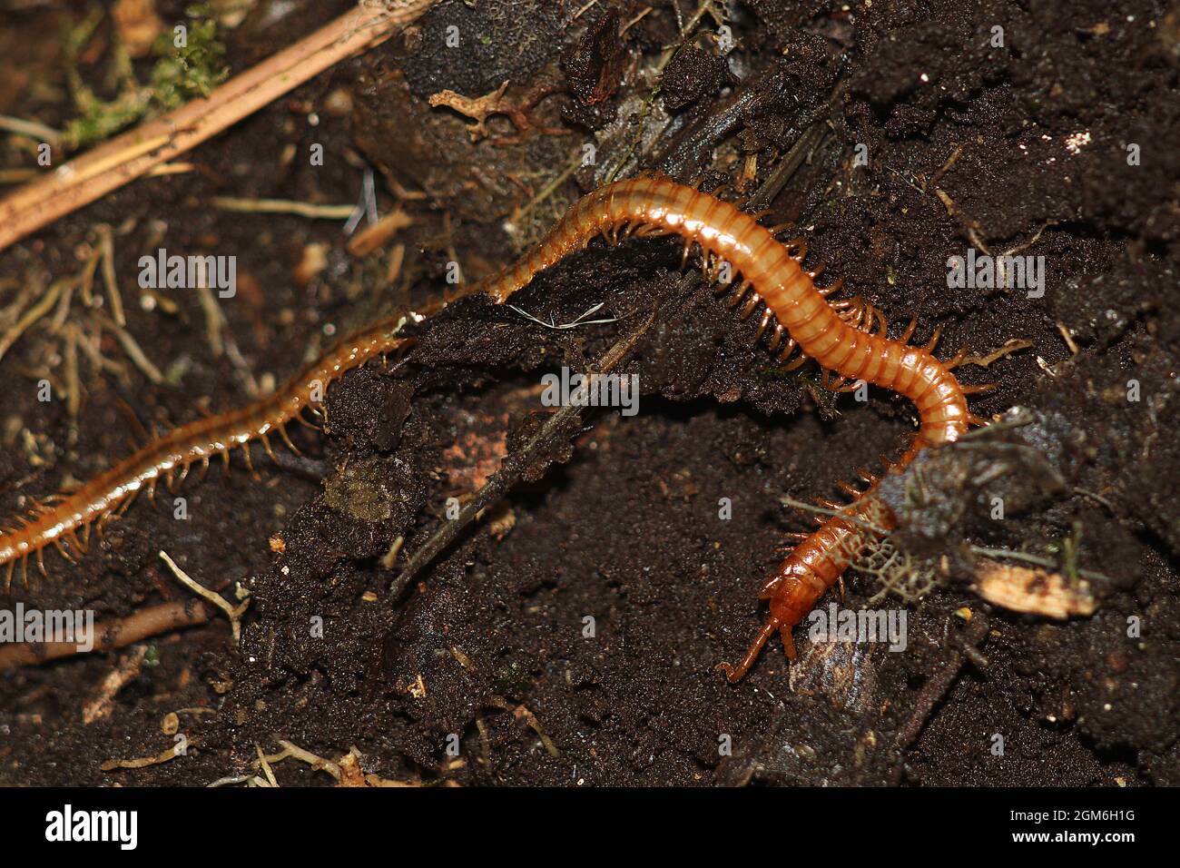 Soil centipede (Geophilomorpha Stock Photo - Alamy