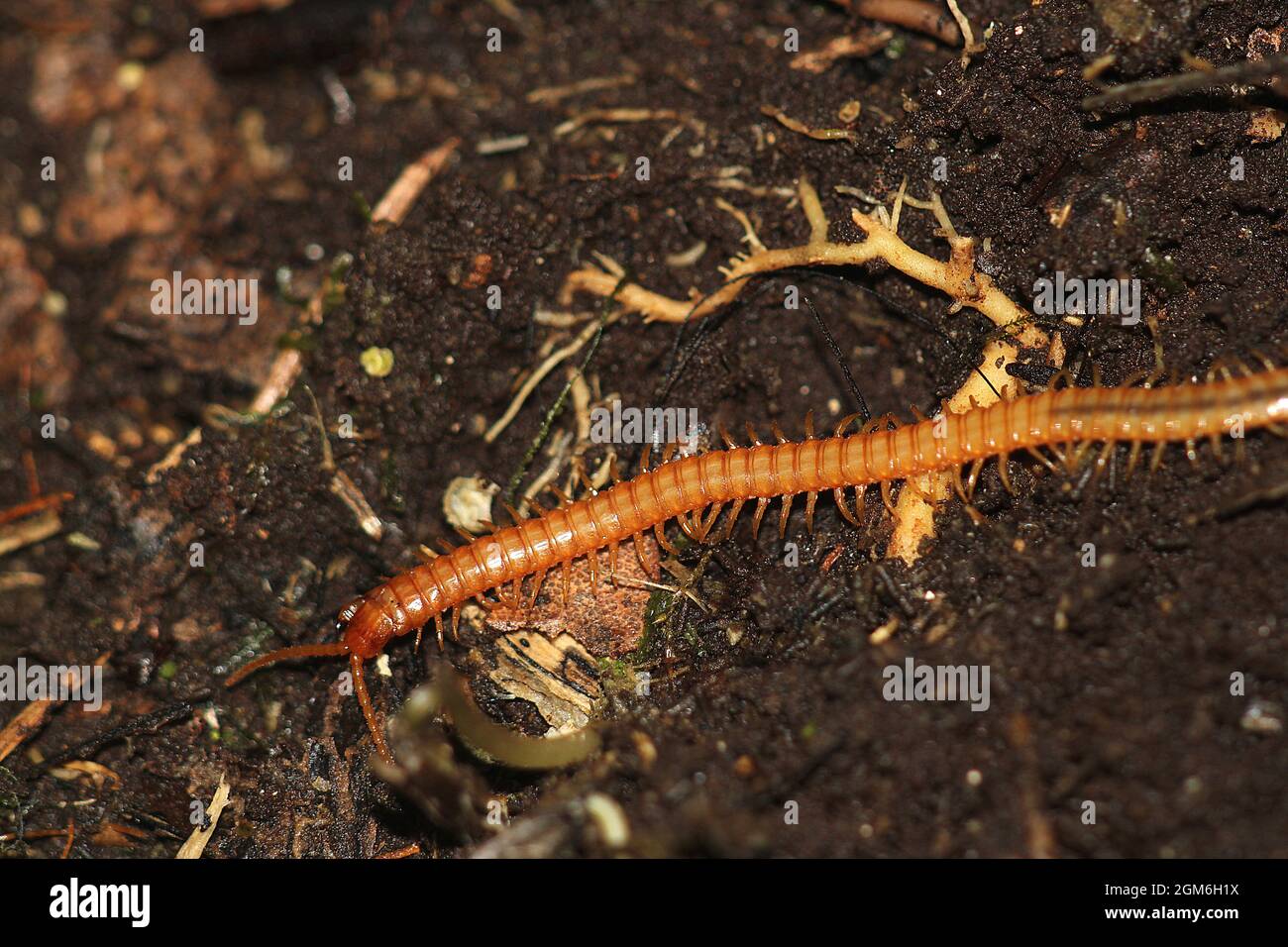 Soil centipede (Geophilomorpha Stock Photo - Alamy