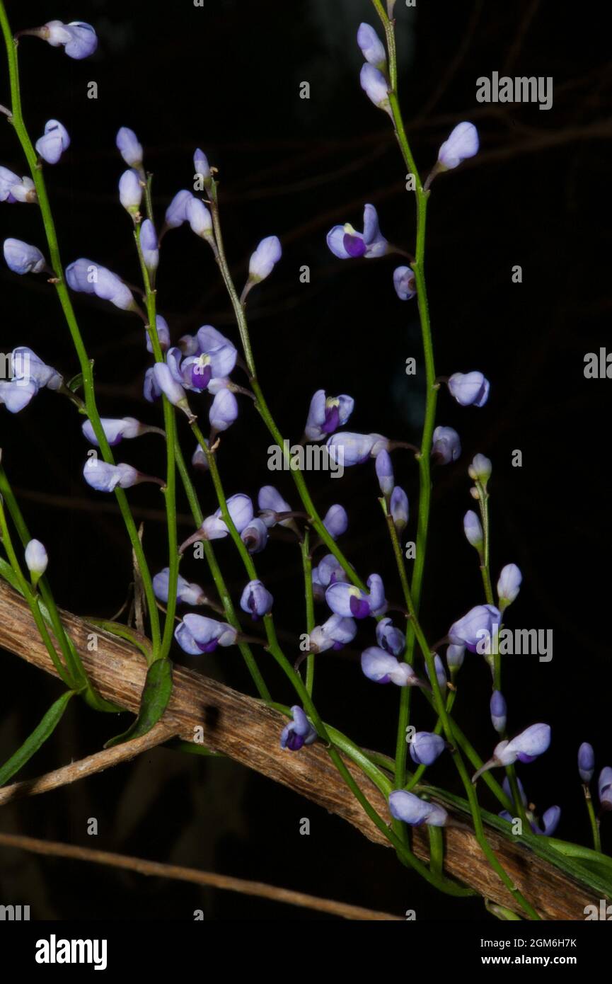 Rampant creeper hi-res stock photography and images - Alamy