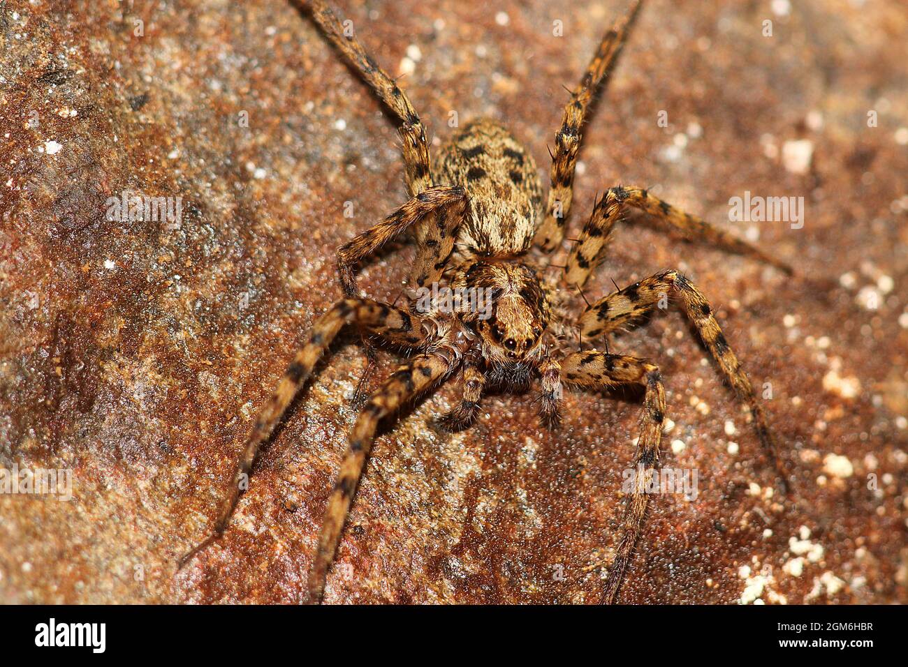 Scuttling hi-res stock photography and images - Alamy