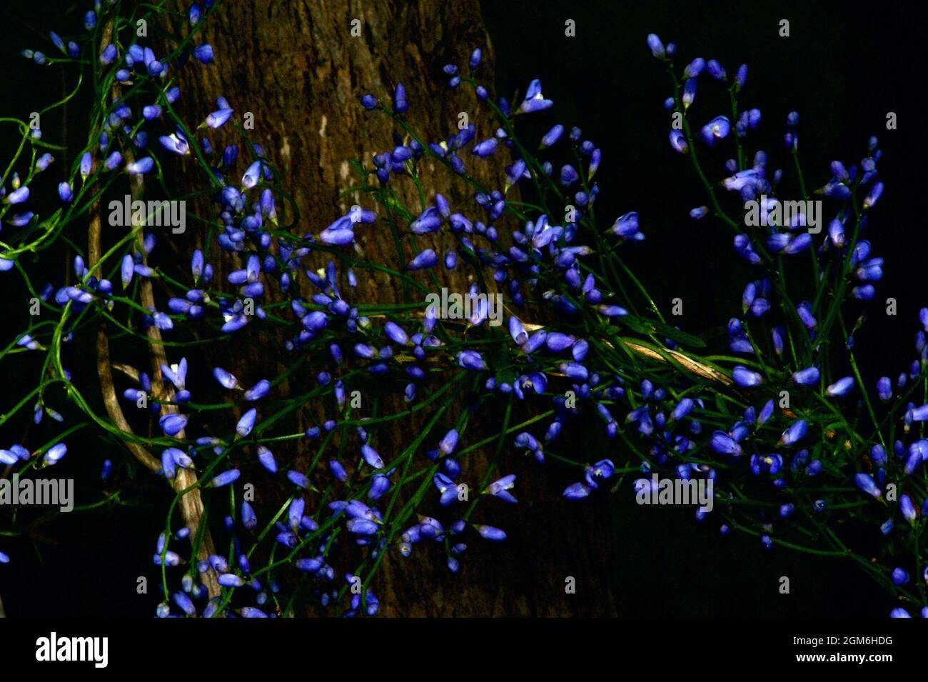 A Love Creeper (Comesperma Volubile) really showing its love for the ...