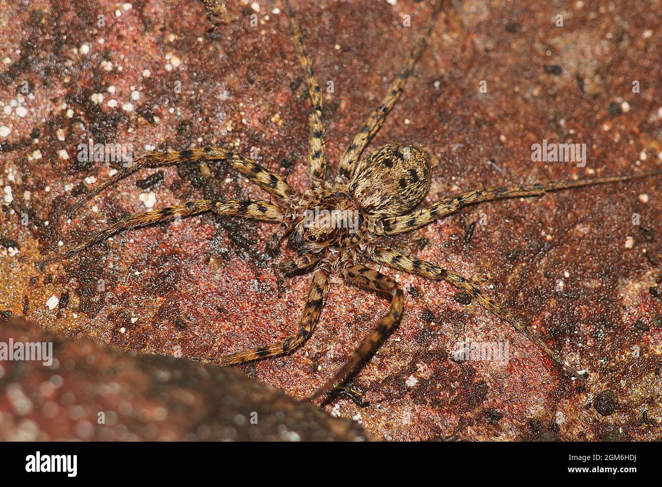 Scuttling spider hi-res stock photography and images - Alamy