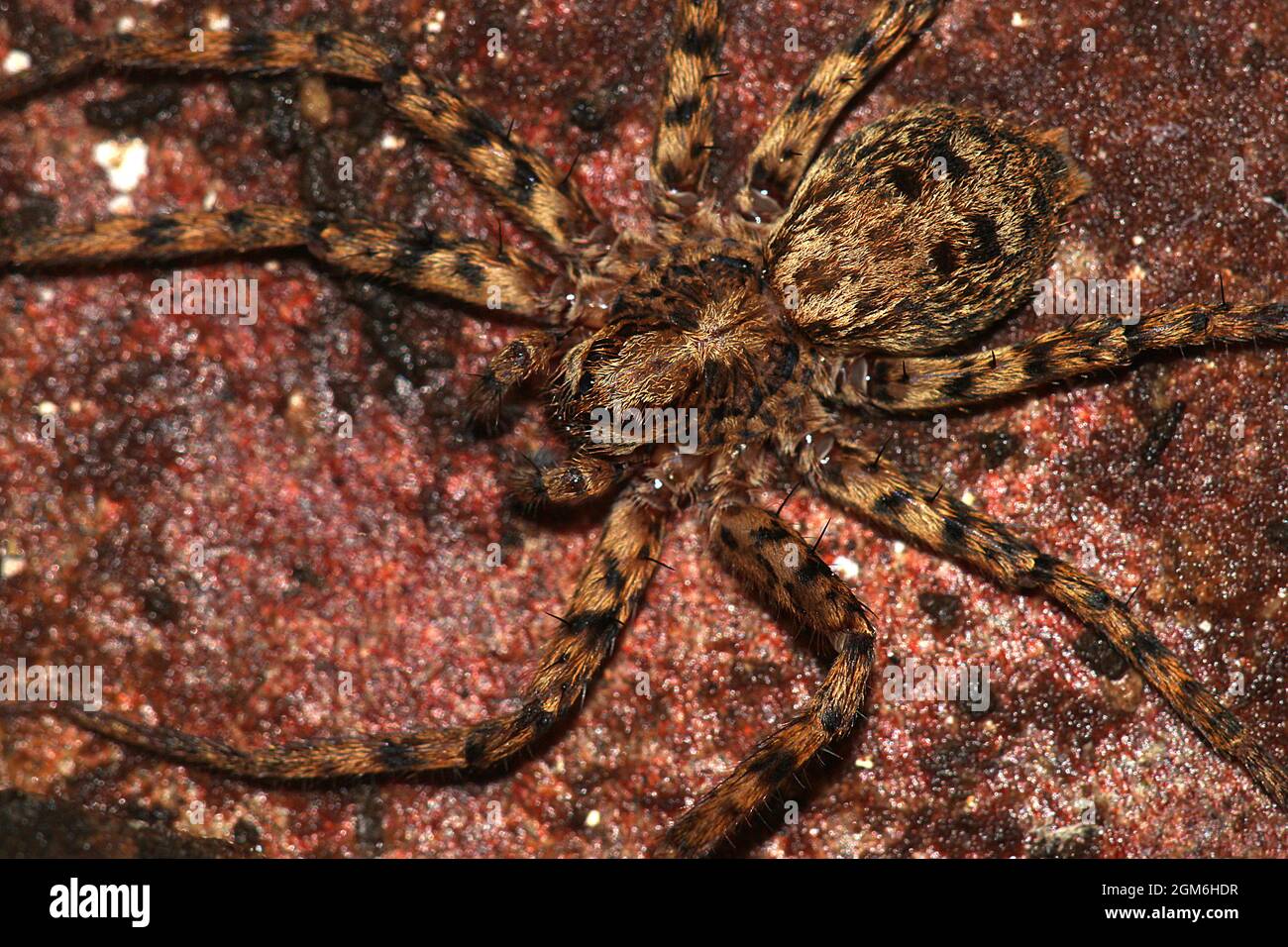 Scuttling spider hi-res stock photography and images - Alamy