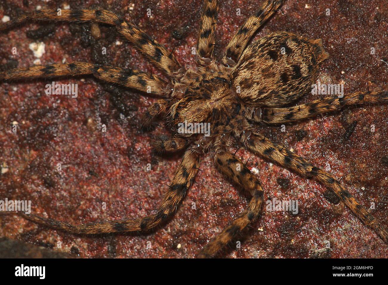 Rthropods hi-res stock photography and images - Alamy