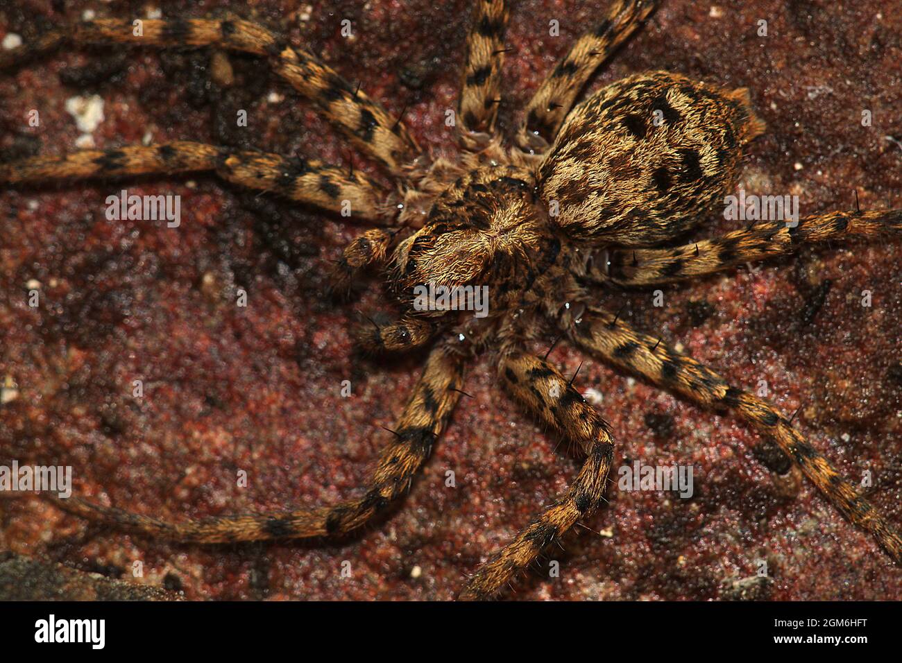 Wood spider hi-res stock photography and images - Alamy