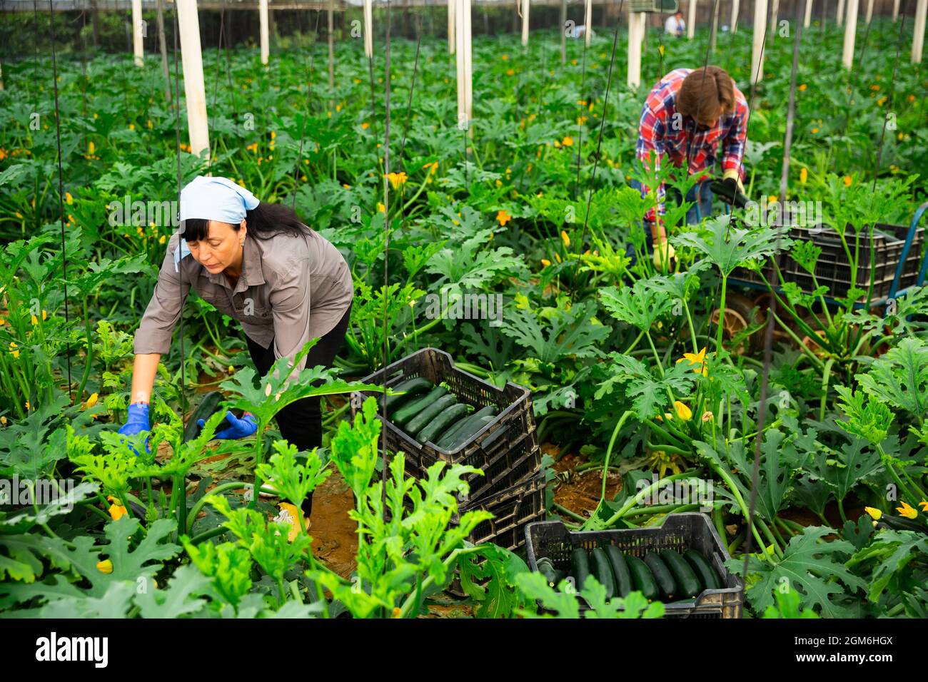 positive adult people collecting marrows in their plantation Stock ...