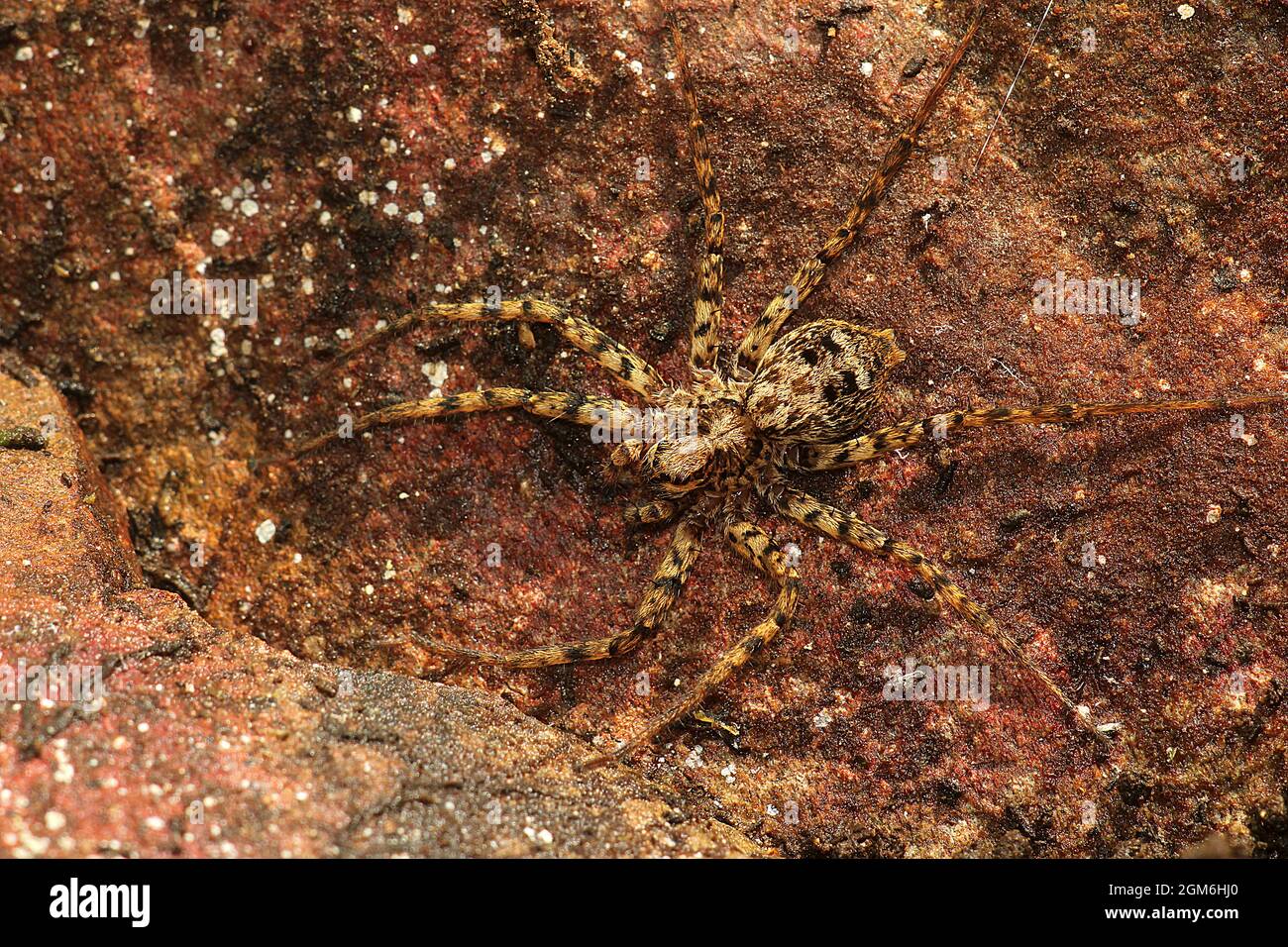 Scuttling wood spider (Cycloctenus sp Stock Photo - Alamy