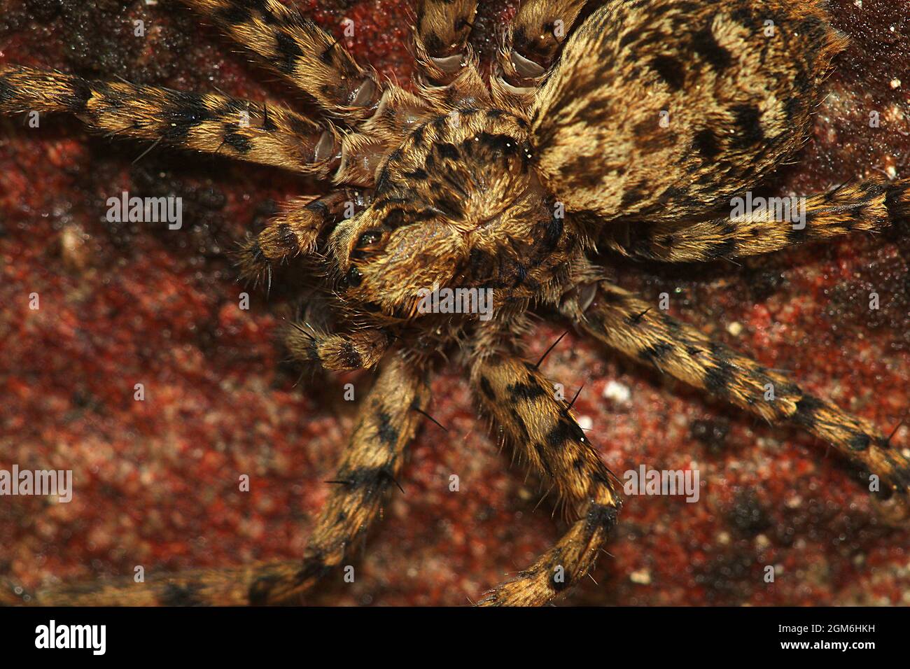 Scuttling wood spider (Cycloctenus sp Stock Photo - Alamy