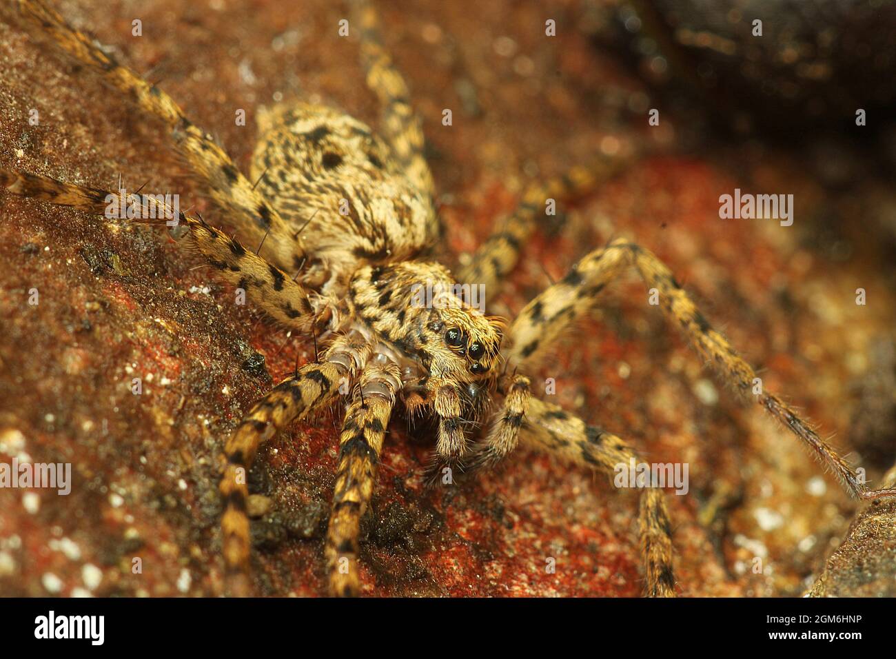 Wood spider hi-res stock photography and images - Alamy